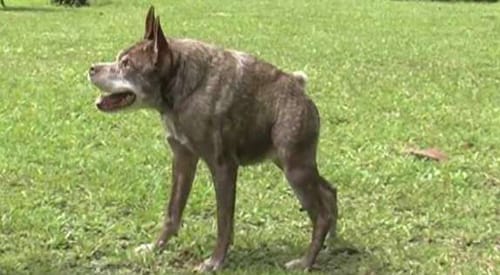 The Title Of "World's Ugliest Dog" Goes To A Mutt Named Quasi Modo ...