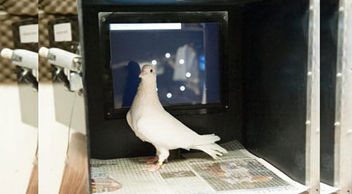 Scientists Have Discovered A Way To Teach Pigeons To Detect Cancer ...