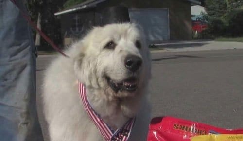 Minnesota Town Elects A Dog As Mayor - Weird But True News