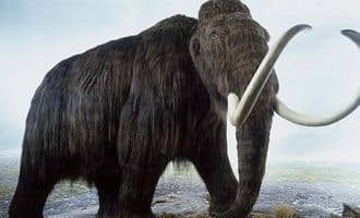 Scientists Claim We Could See A Return Of Woolly Mammoths In The Next ...