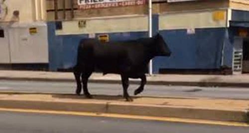 Baltimore Police Take Down A Bull Running Through The City - Weird But ...