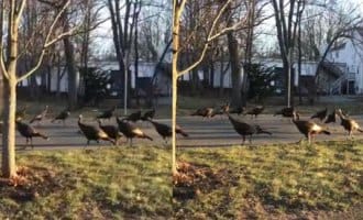 Internet Freaking Out Over Crazy Turkey Death Ritual - Weird But True News