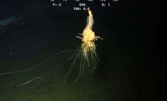 Meet The Flying Spaghetti Monster In Real Life - Weird But True News