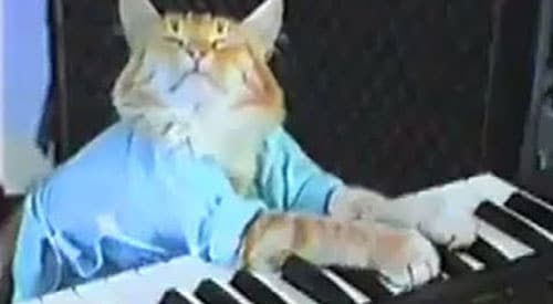 The Curious History Of Beloved Internet Sensation 'Keyboard Cat ...